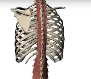 5 Multifidus Exercises for a Strong & Stable Lumbar Spine ...