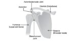 4 Techniques to Fix Scapular Dyskinesis - Precision Movement
