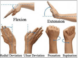 Era Sequence To Lengthen The Wrist Extensors Precision Movement