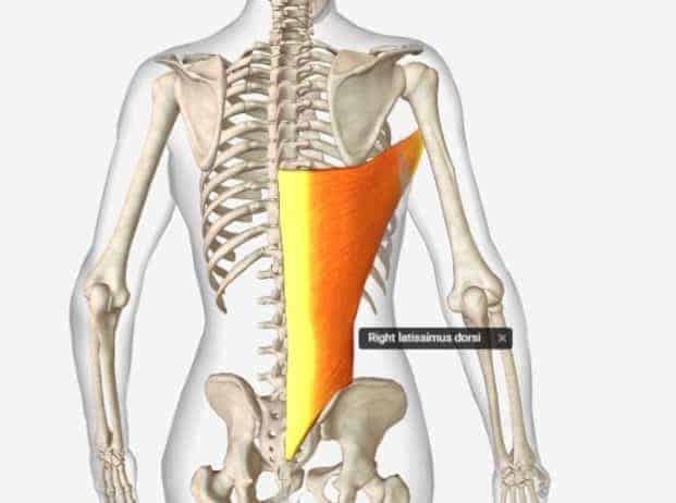 3 Tweaks for the Best Latissimus Dorsi Stretch