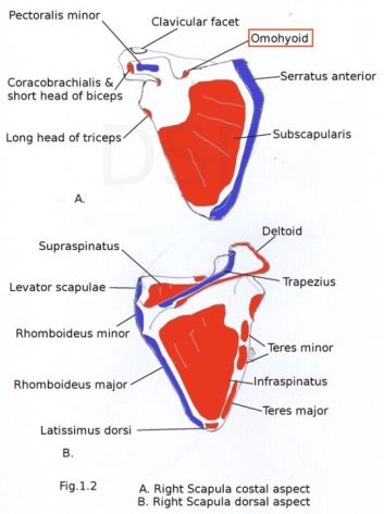 Winged Scapula: Tests, Stretches & Exercises
