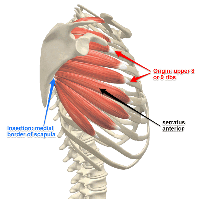 5 Serratus Anterior Exercises for Strong & Healthy Shoulders