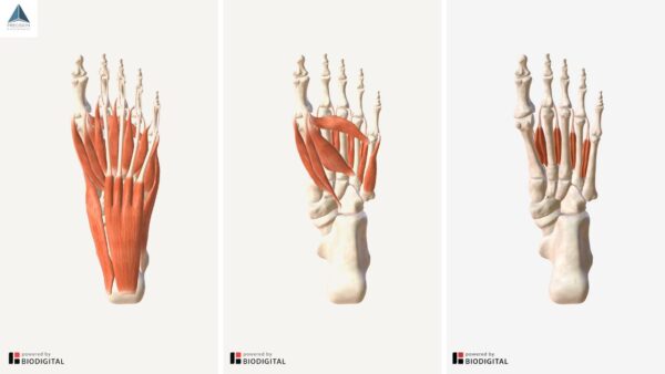 6 Intrinsic Foot Strengthening Exercises for Foot/Ankle Pain & Flat ...