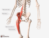 5 Psoas Strengthening Exercises to Solve the Root Cause - Precision ...
