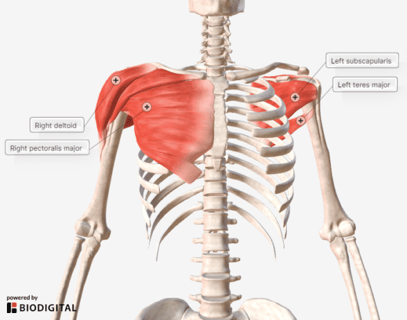 5 Best Subscapularis Exercises for Rotator Cuff Rehab - Precision Movement