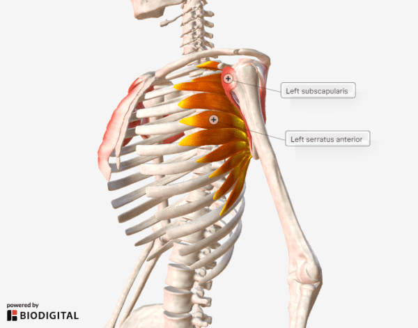 5 Best Subscapularis Exercises for Rotator Cuff Rehab - Precision Movement