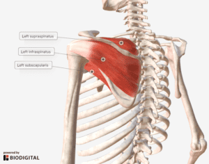 5 Best Subscapularis Exercises for Rotator Cuff Rehab - Precision Movement