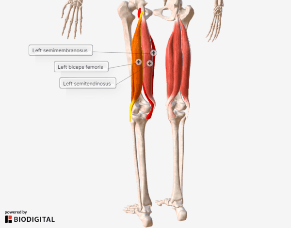 Fix Knee Pain From Tight Hamstrings (5 Easy Exercises) - Precision Movement