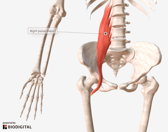 3 Rounded Shoulders Exercises to Fix Posture in 10 Minutes a Day ...